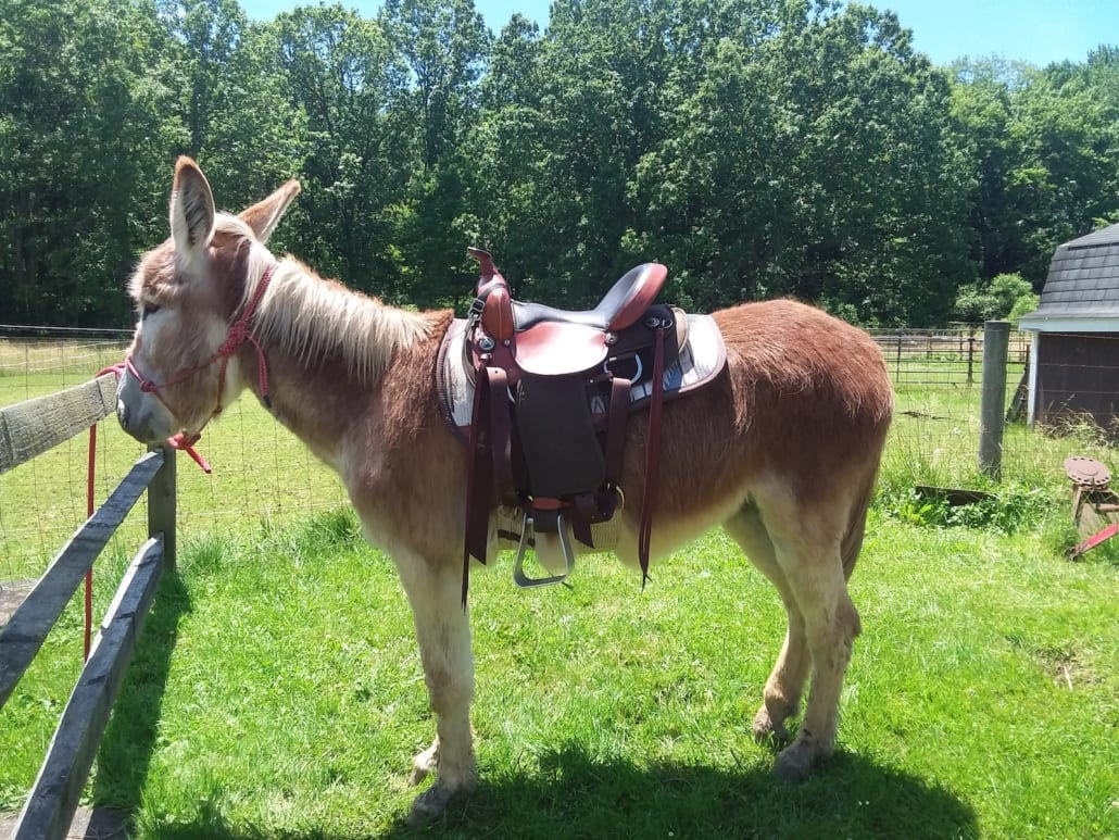 Downhill Hip Mule Saddle Pad | Guaranteed to Fit Your Mule