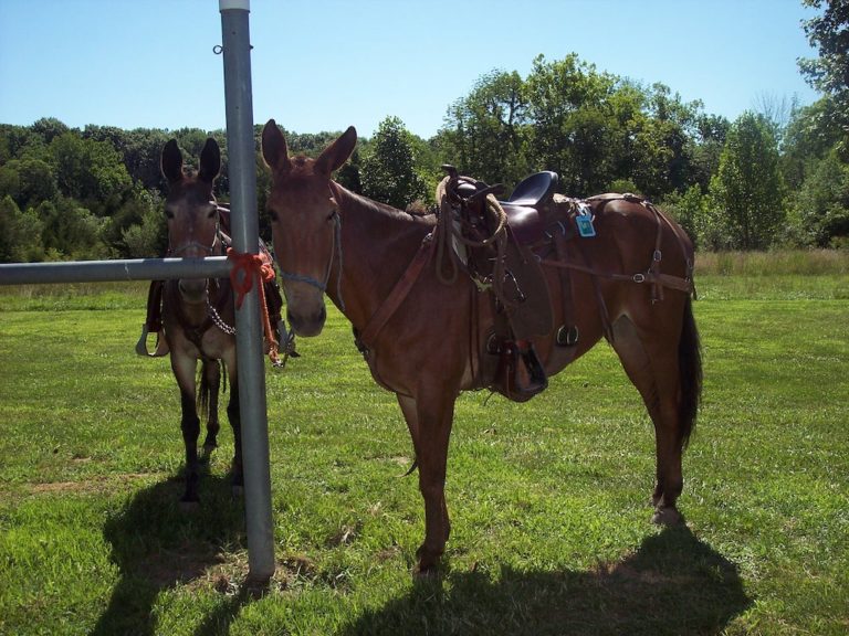 Mule Saddles - Made to Fit Your Mule or Donkey | Steve Edwards