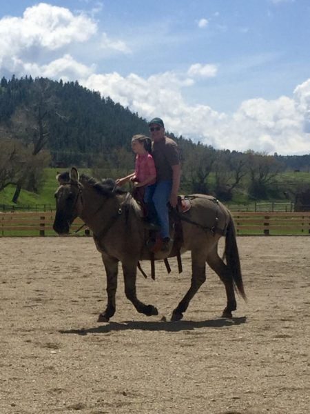 Bits Archives - Queen Valley Mule Ranch