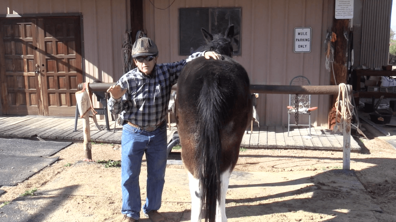 So You Want To Buy A Mule What To Look For When Buying A Mule