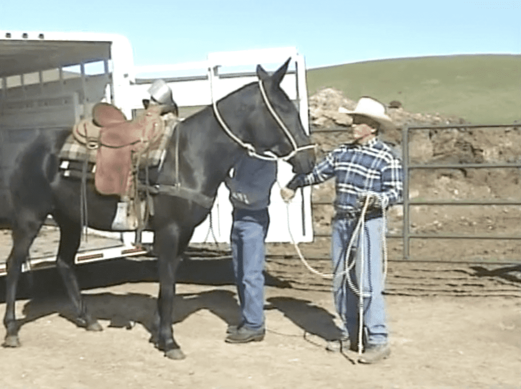 Problem Mule, Building A New Foundation | How to Start A Mule