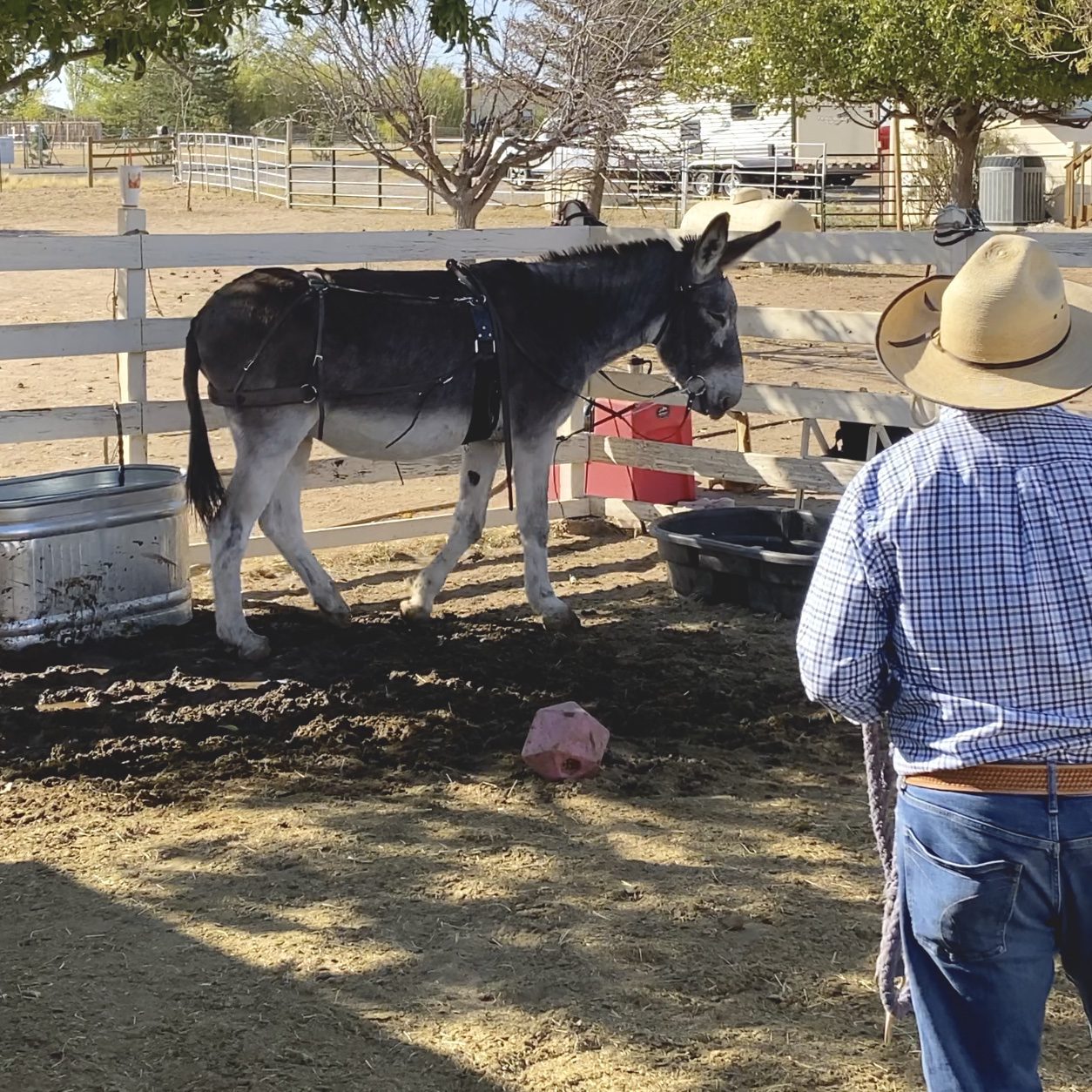 Surcingle Groundwork Kit - Queen Valley Mule Ranch